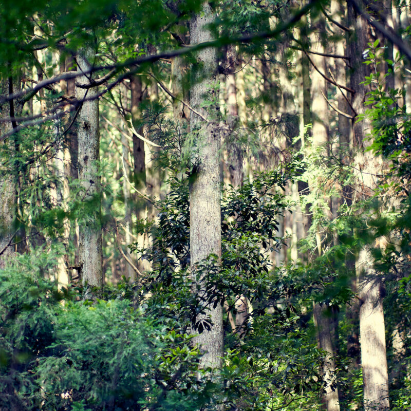 ermhoiがニュー・シングル『Mountain Song』をリリース ティーザーも公開 | AVE | CORNER PRINTING