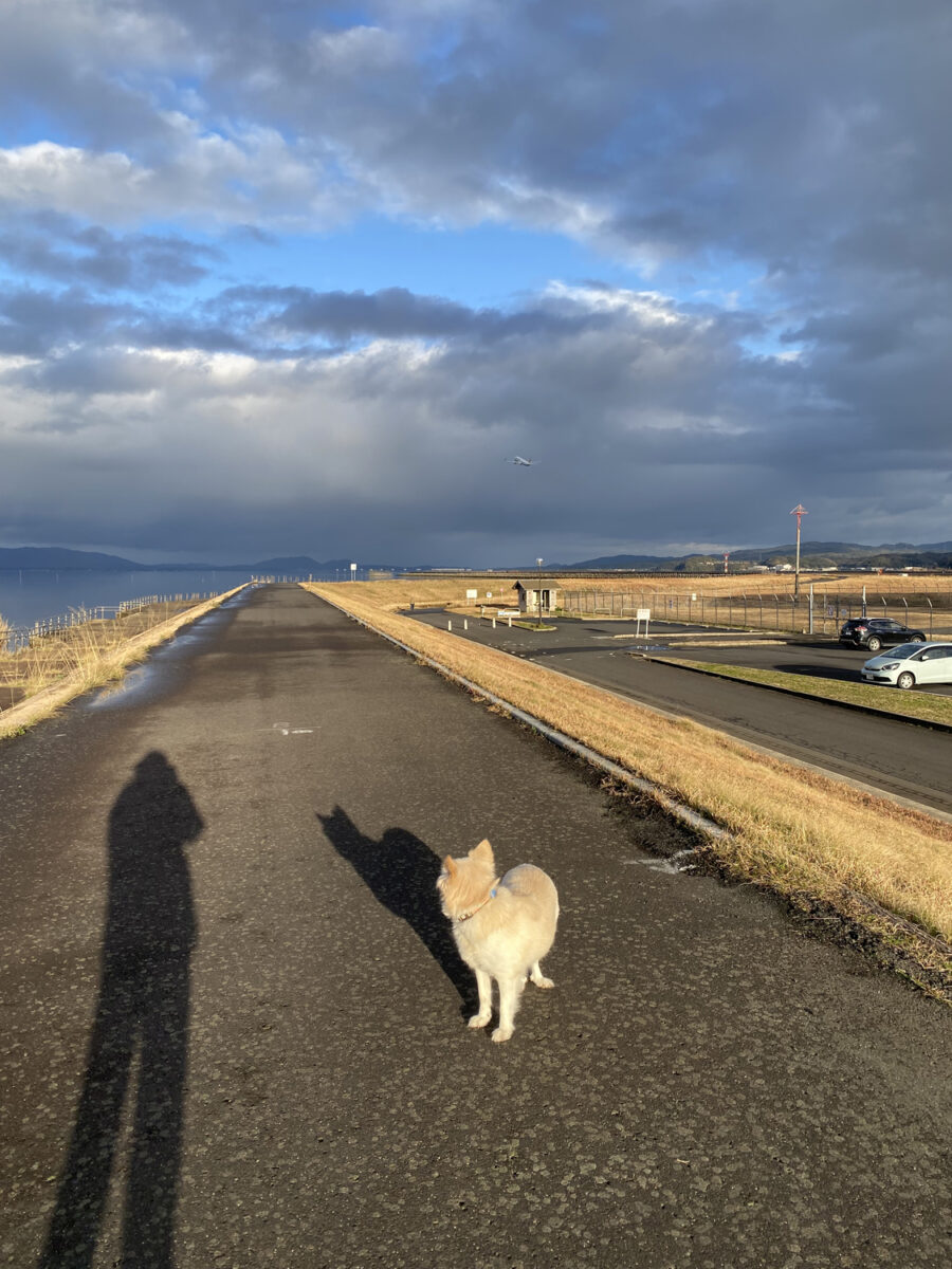 Column「平らにのびる」By 小嶋まり | 22 | AVE | CORNER PRINTING